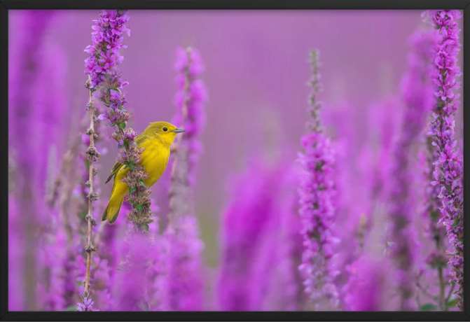 Yellow Warbler in Purple - Outdoor Photography Canada