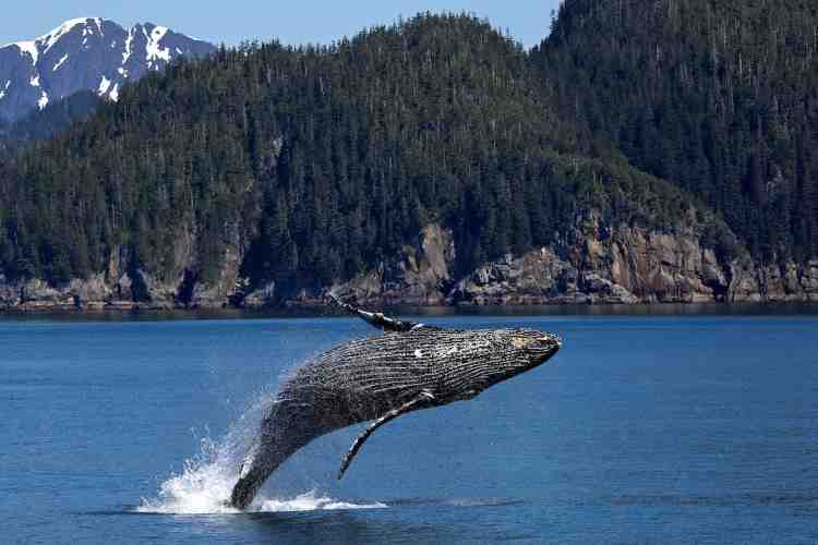 A Photographer's Guide to Whales in Canada